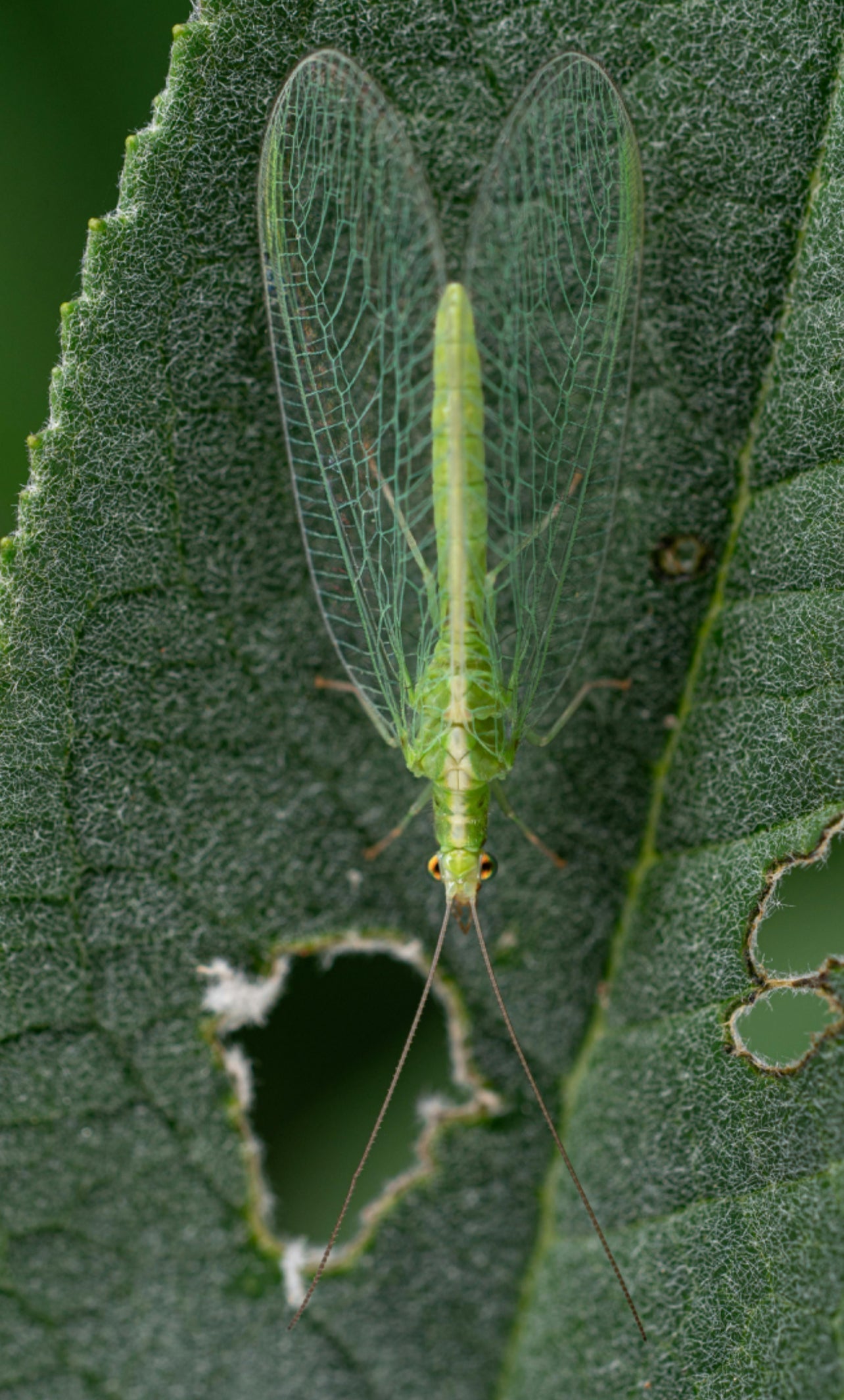 How to get rid of damaging pests, bugs, and rodents from your garden ...