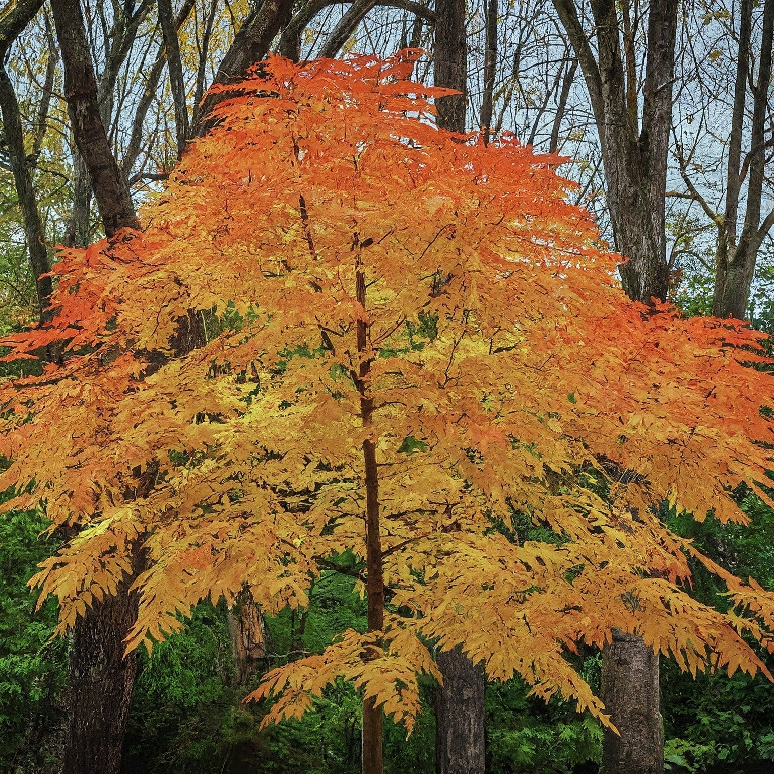 How To Grow An American Ash Tree From Seed. - Seeds In A Cup®
